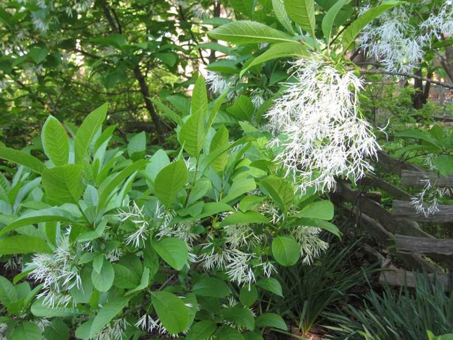Fringe Tree | MSD